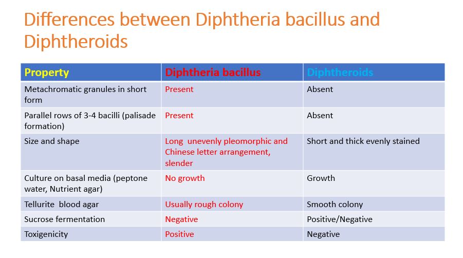 Diphtheria Bacillus Versus Diphtheroids Introduction And Differences In