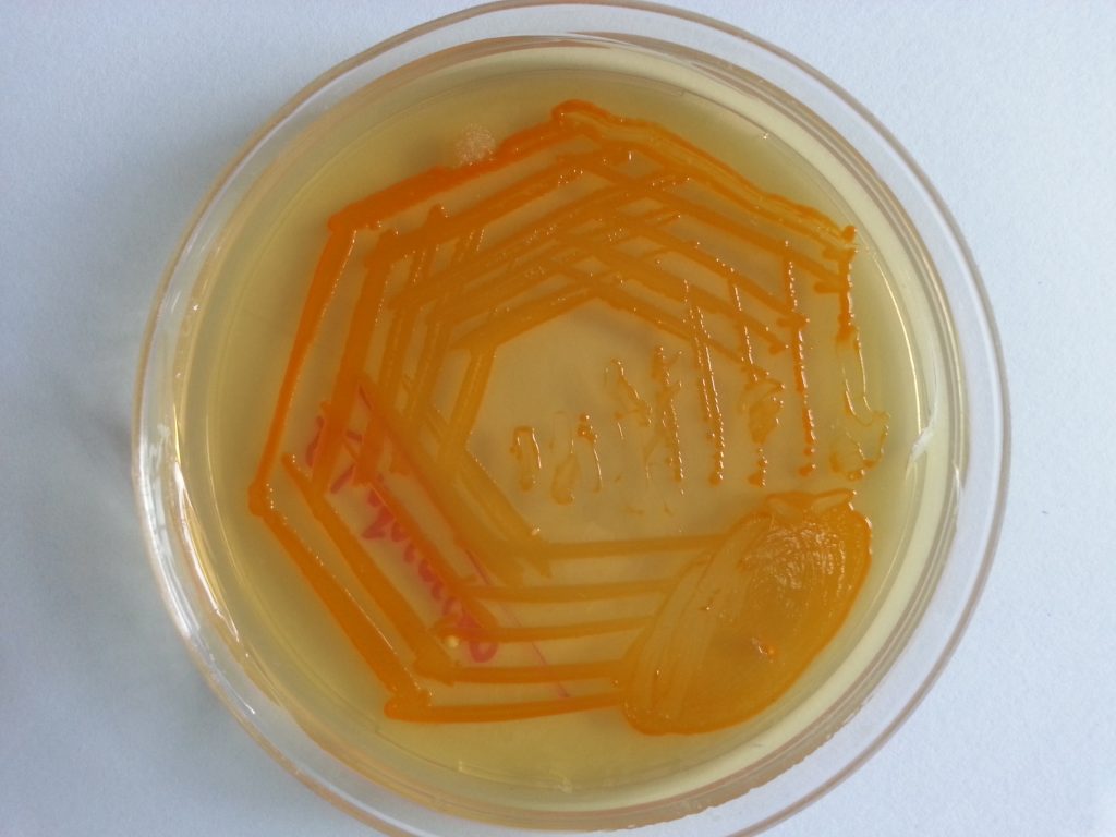 Microbiology color atlas: introduction, picture collections and their