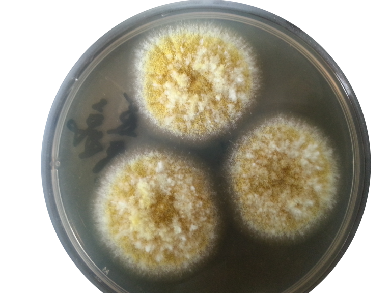 Aspergillus flavus: Introduction, Pathogenecity, laboratory diagnosis and
