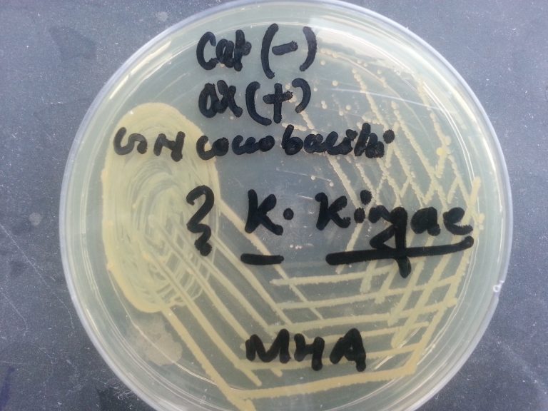 Kingella case report: Patient history, Lab diagnosis and treatment