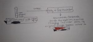 Urease test: principle. procedure, result interpretation and urease pos