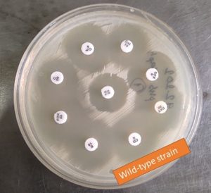 Wild type strains: Introduction ,Features and Related Terminology