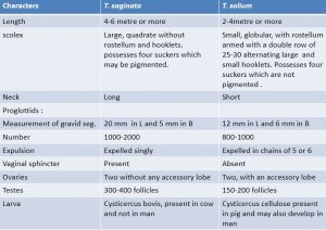 Tapeworm: Introduction, Morphology, Life Cycle, Mode Of Infection, Patho