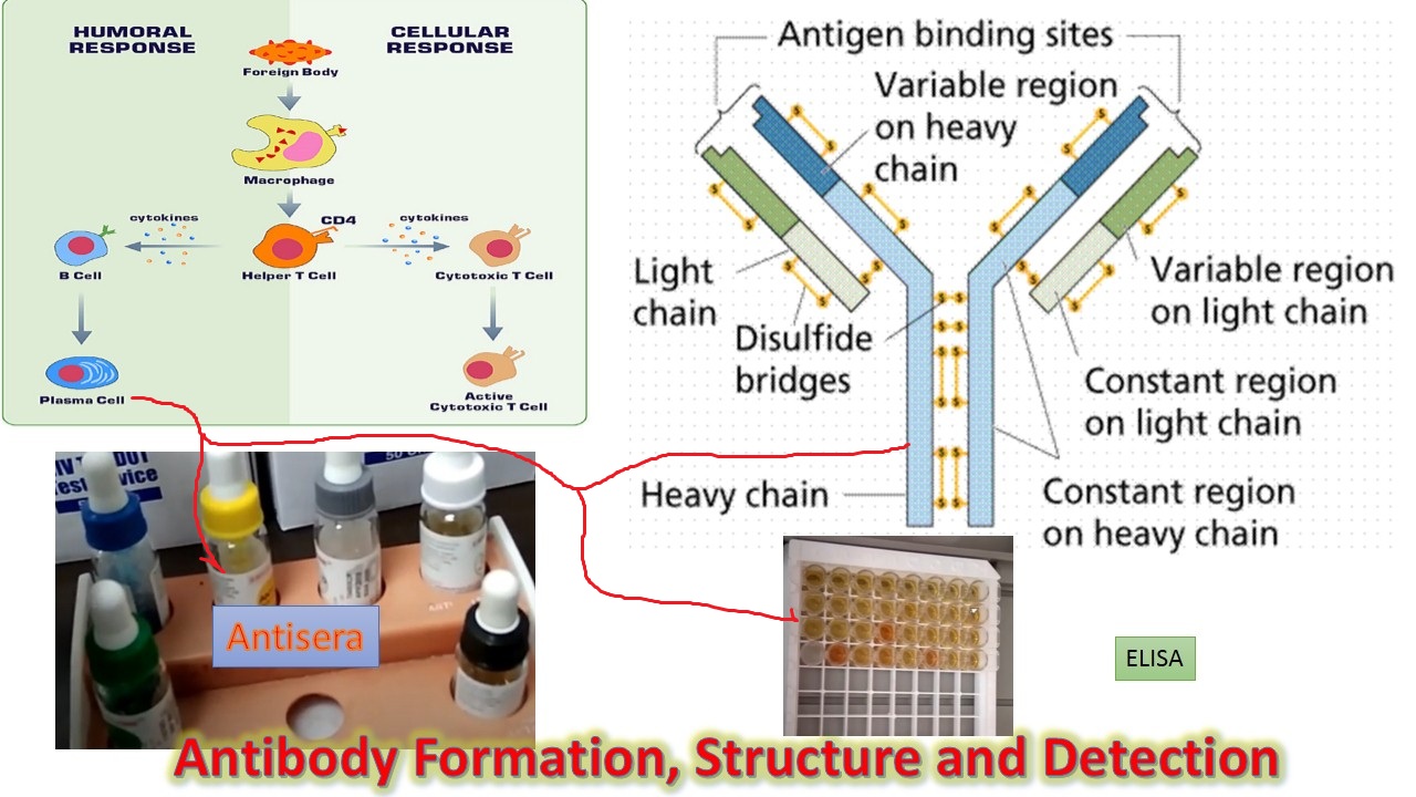 Immunoglobulin Introduction Types Function Isotypes Allotypes Idiotyp Immunoglobulin Introduction Types Function Isotypes Allotypes Idiotyp