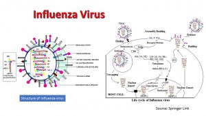 Influenza Virus: Introduction, Properties, Pathogenicity, Lab Diagnosis,Tre