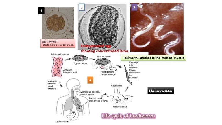 Hookworm Infection: Introduction, Morphology, life cycle, Mode of Infection