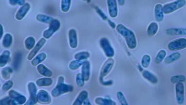 Trichosporon species: Introduction, Morphology, Medically Important